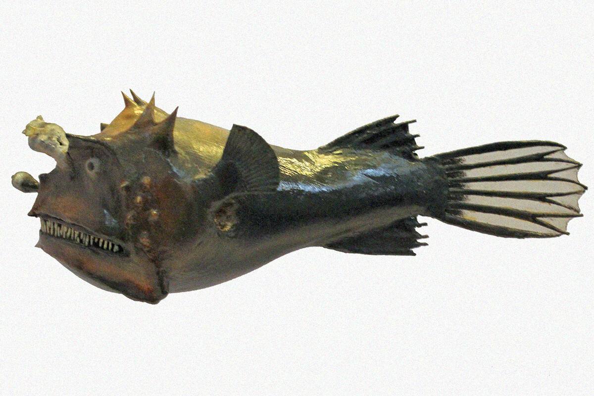 The Teeny-Tiniest Animals on Earth - Interesting Facts