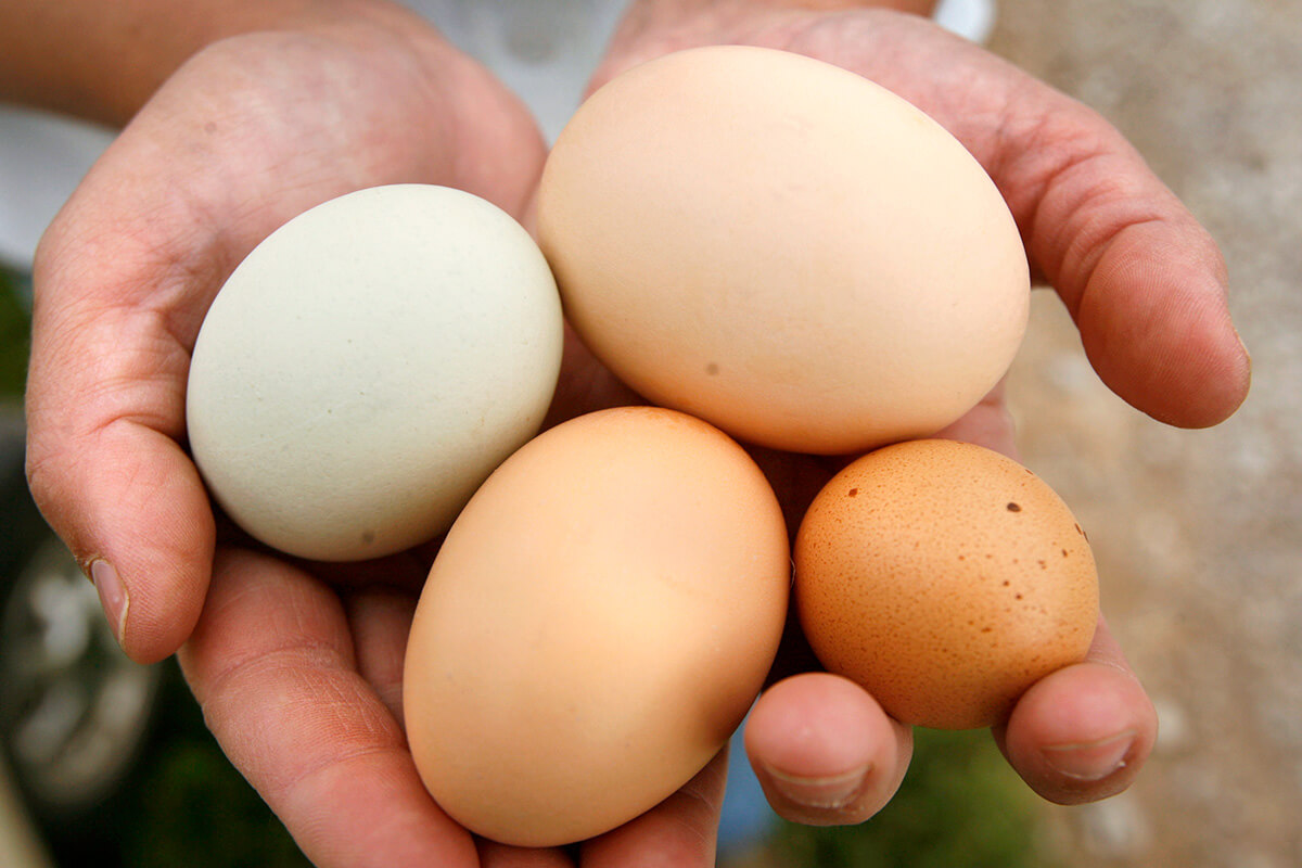 7 Egg-Cellent Facts About Eggs - Interesting Facts