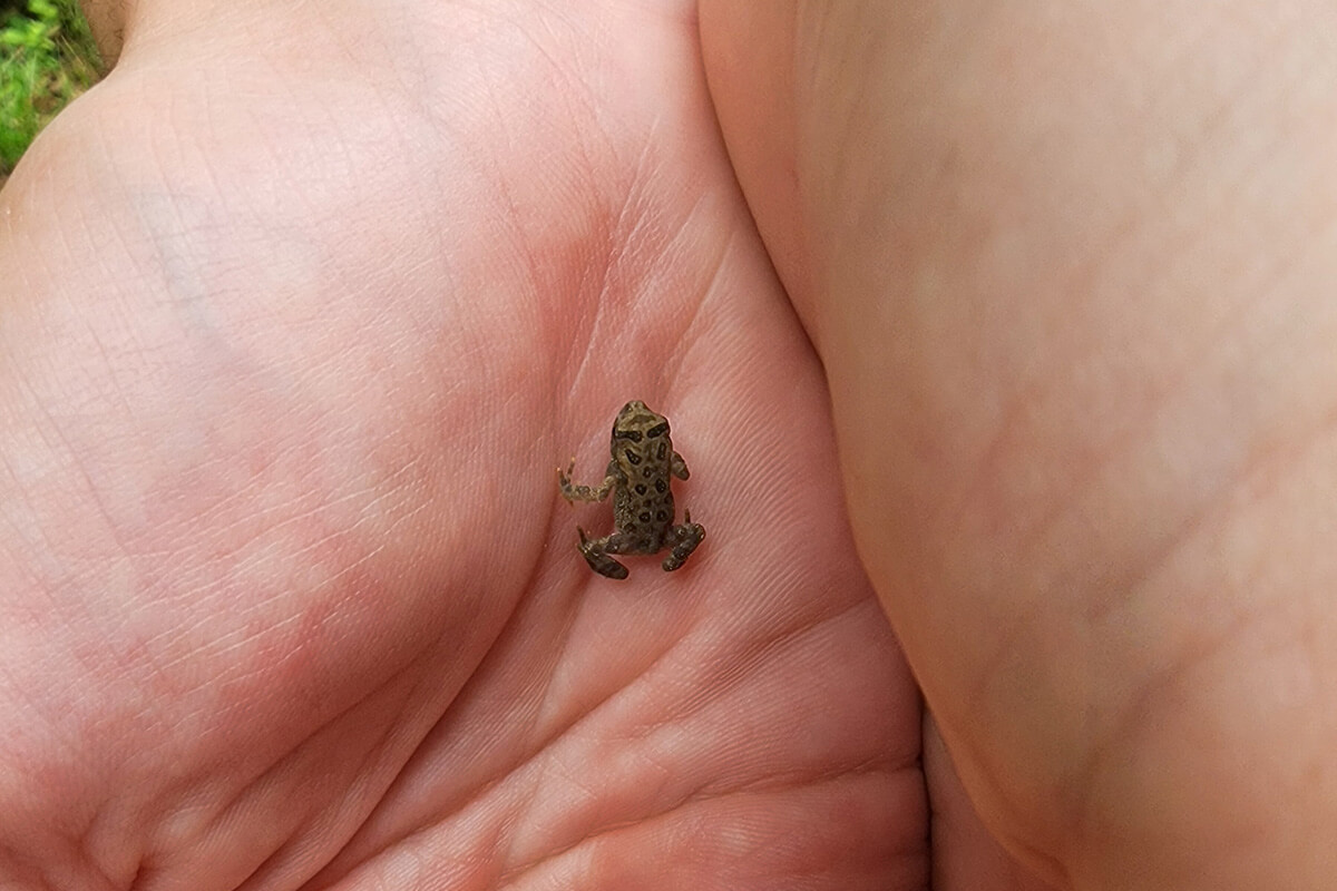 The Teeny-Tiniest Animals on Earth - Interesting Facts