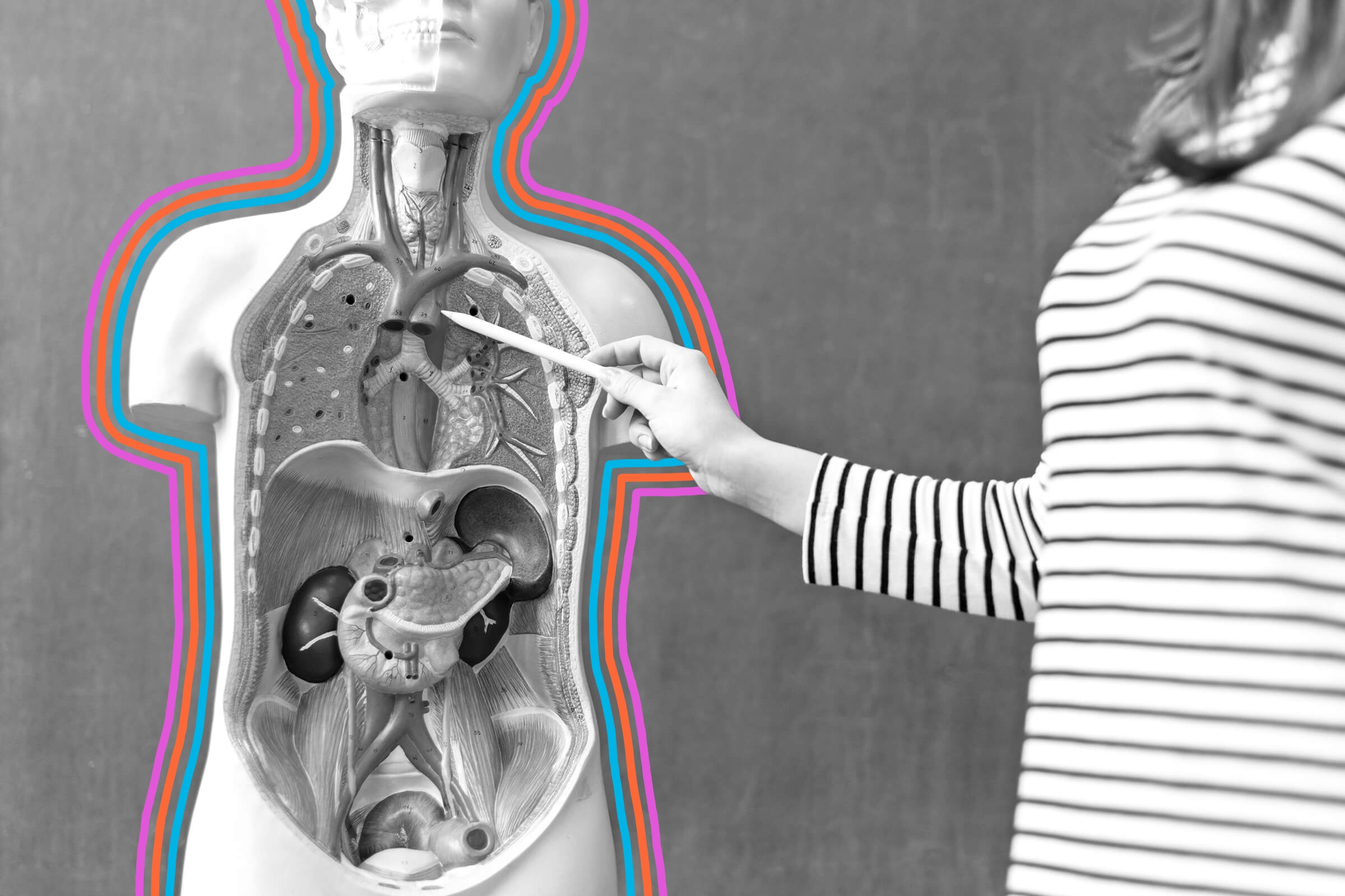 5 Organs Your Body Can Live Without - Interesting Facts