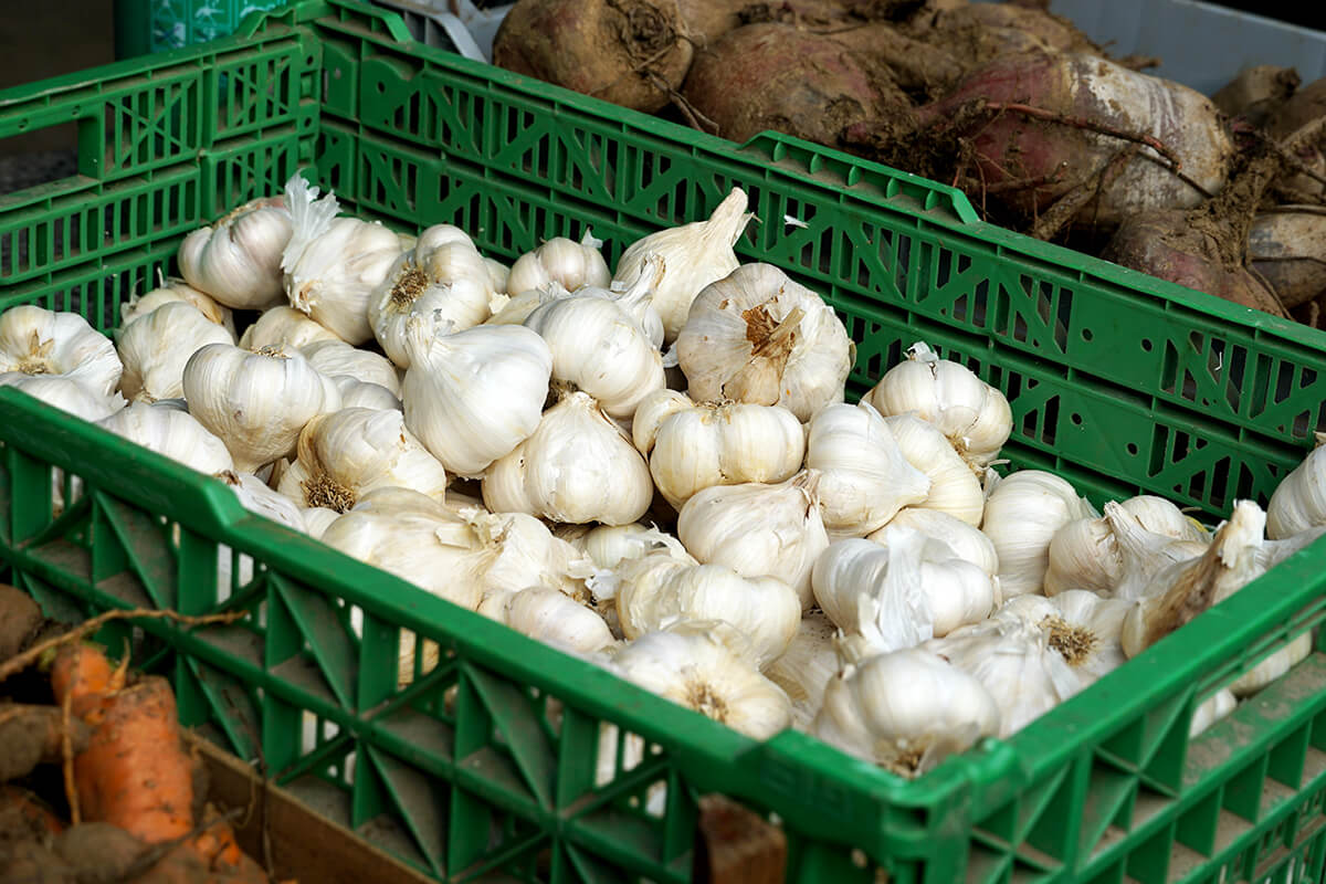 Why Garlic Is Even More Amazing Than You Realize - Interesting Facts