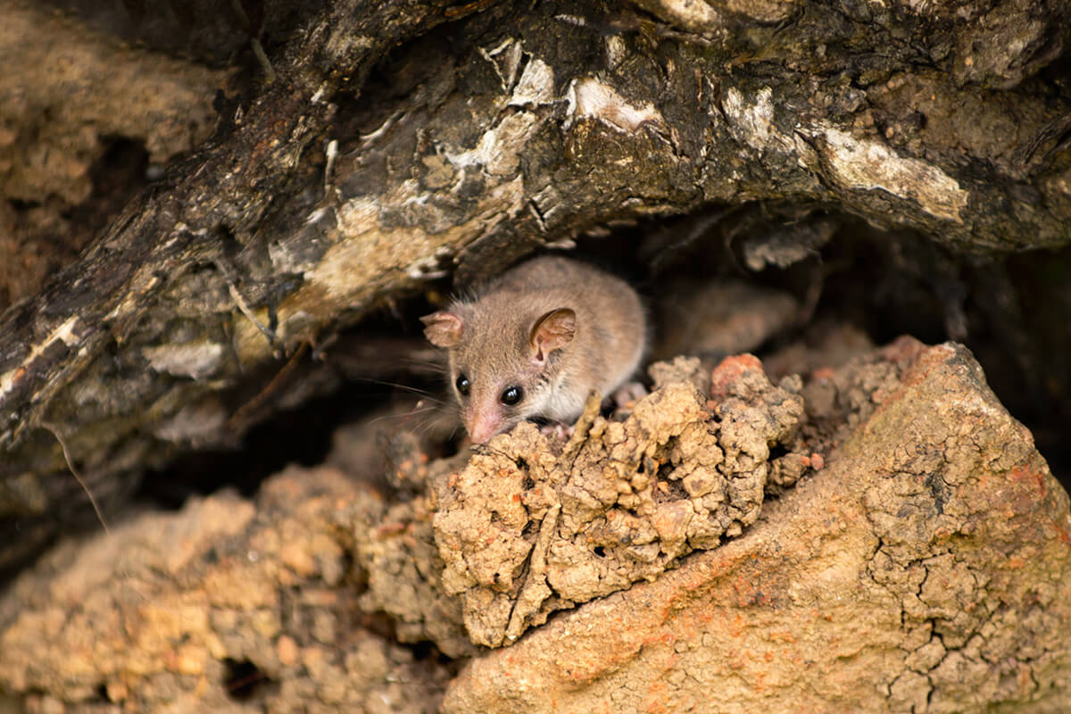 6 Animals You’ll Only Find in Australia - Interesting Facts