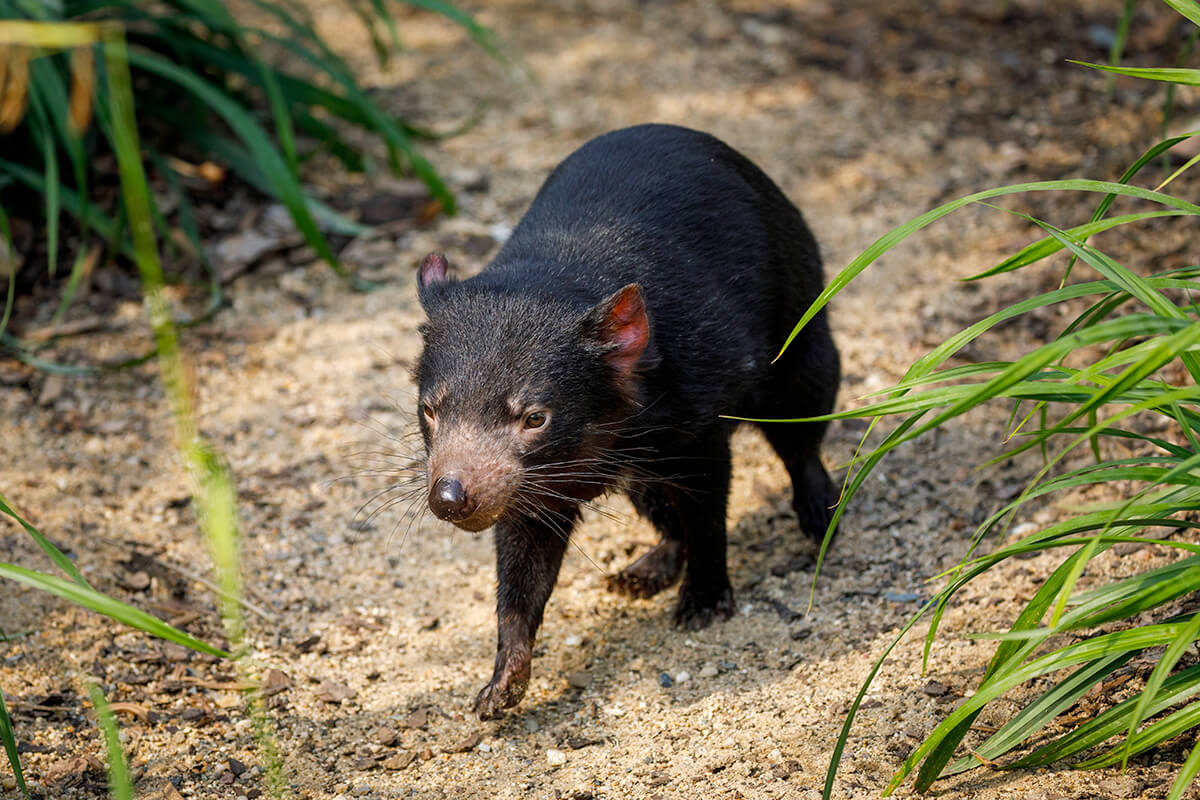 6 Animals You’ll Only Find in Australia - Interesting Facts