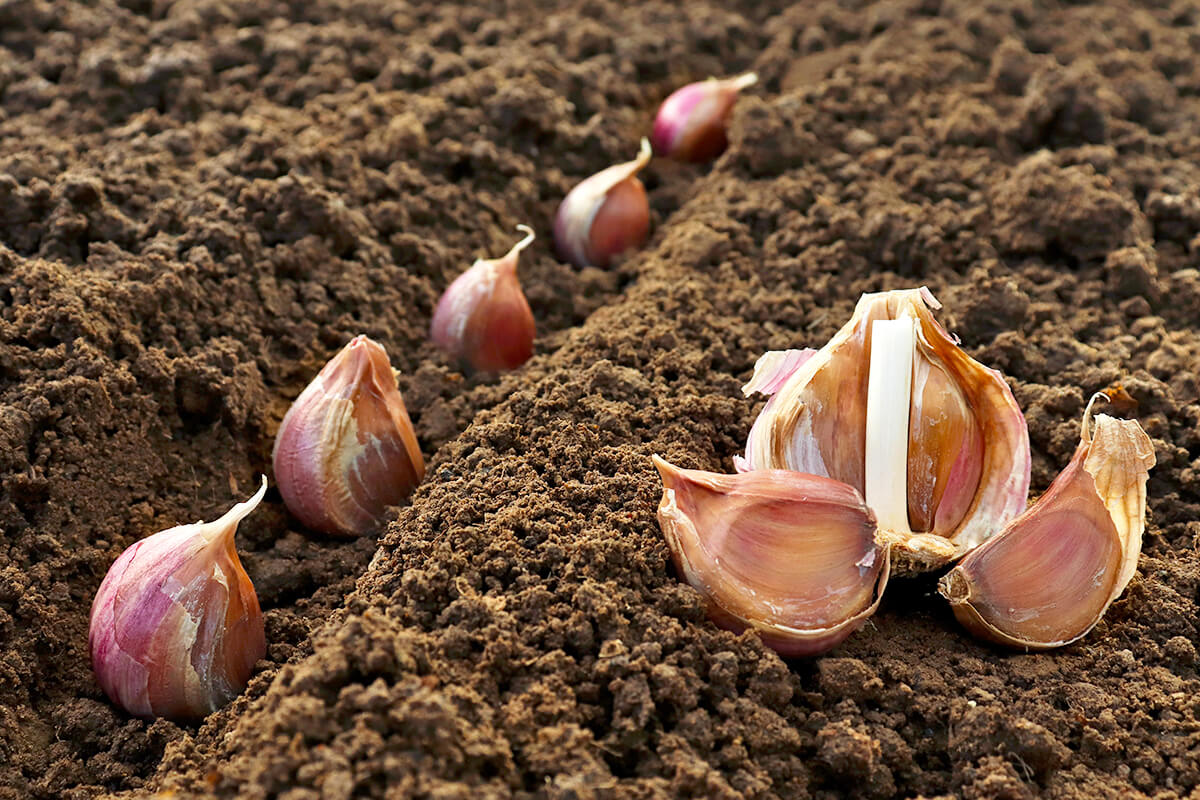 Why Garlic Is Even More Amazing Than You Realize - Interesting Facts