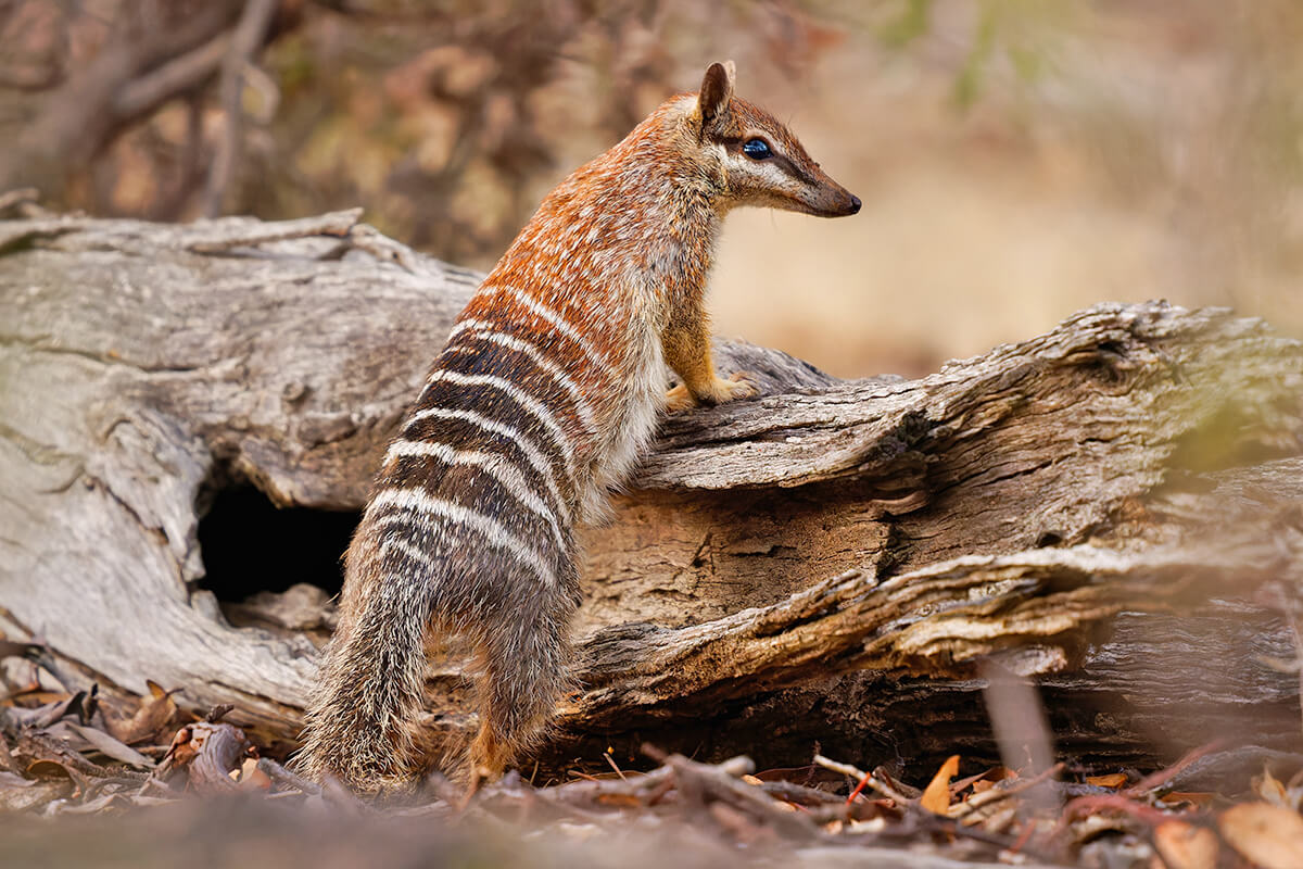 6 Animals You’ll Only Find in Australia - Interesting Facts