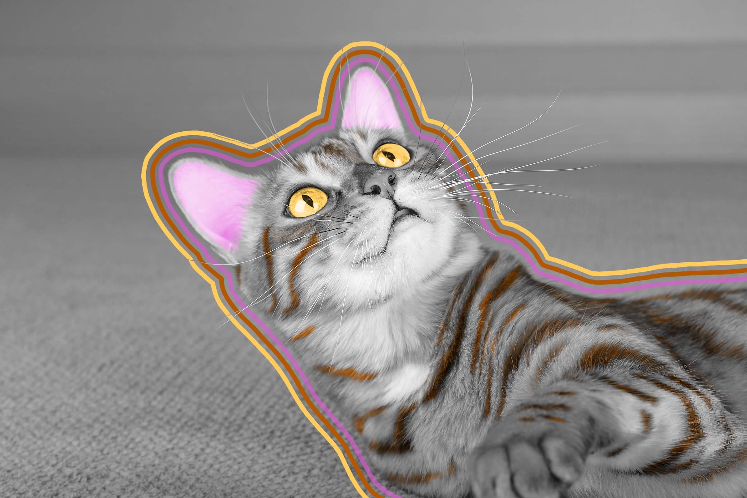 Cats can see UV light, which is invisible to humans. - Interesting Facts