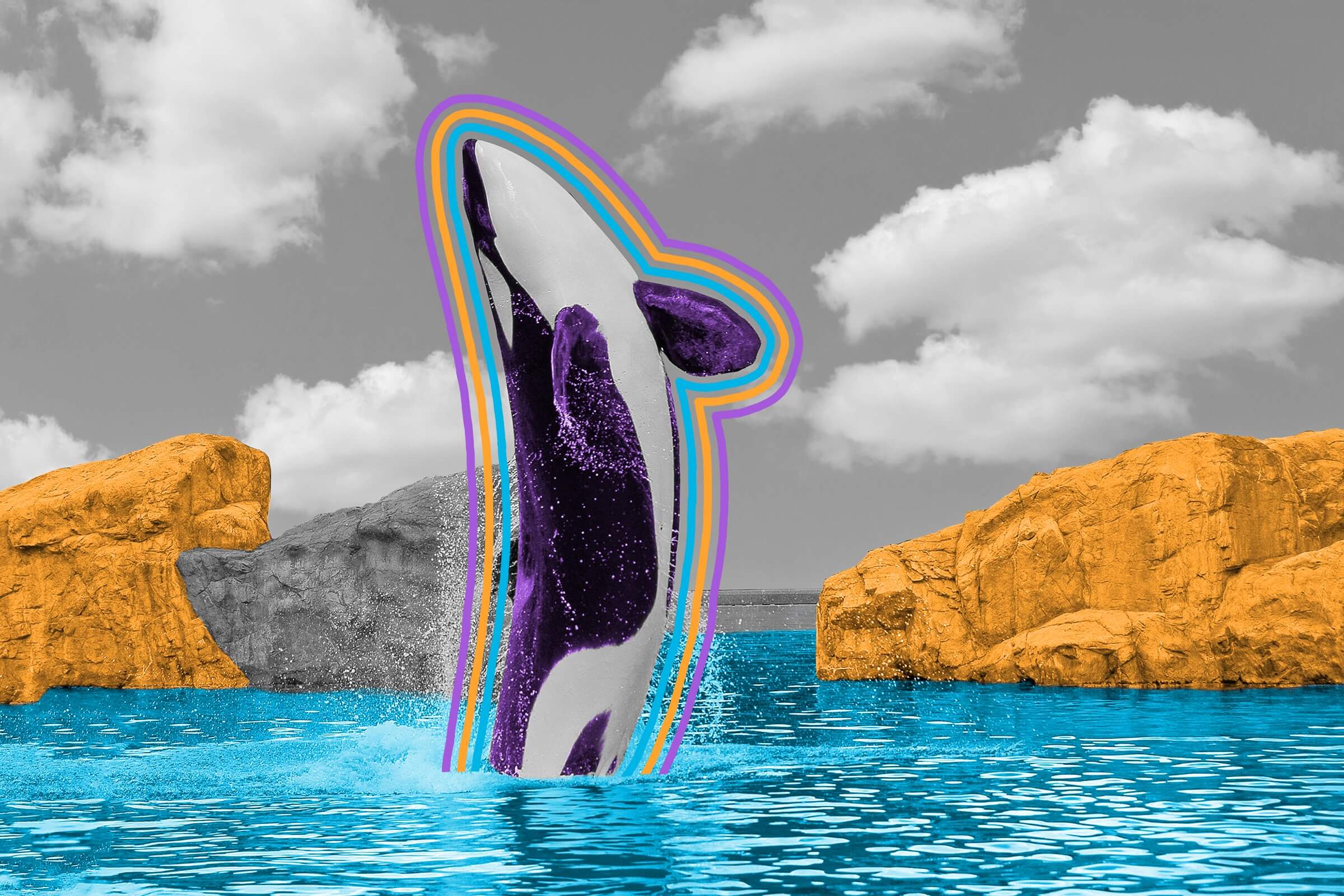 Killer whales sometimes hunt moose. - Interesting Facts