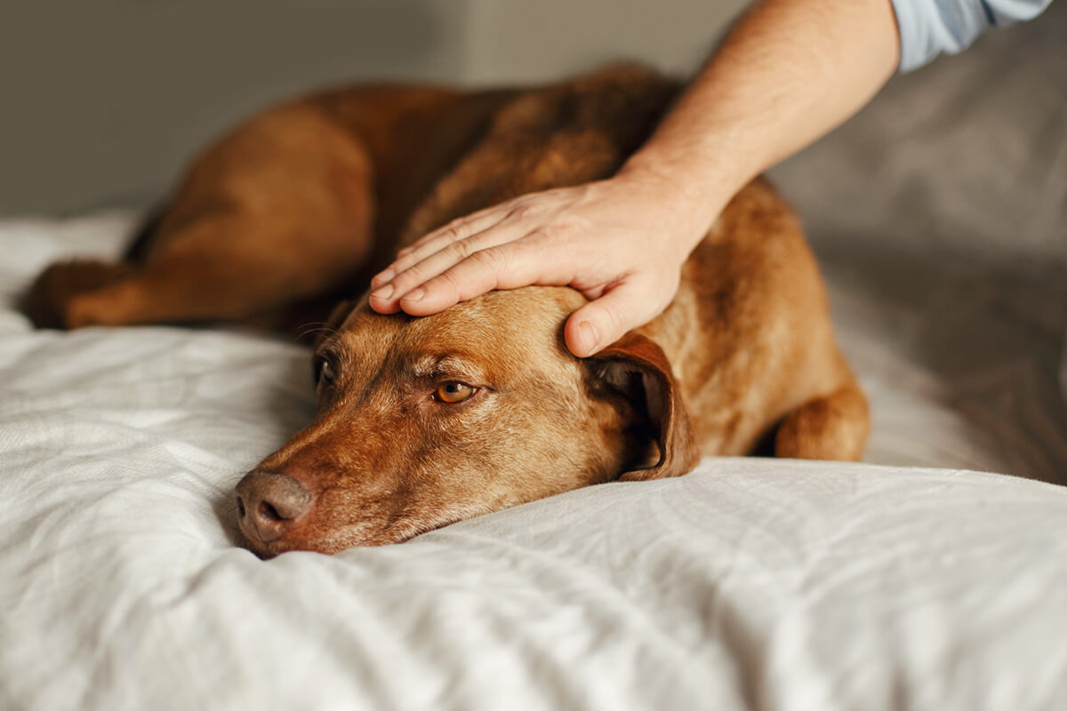 What Your Dog Is Telling You When It Wags Its Tail - Interesting Facts