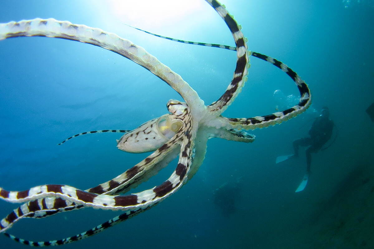 6 Mind-Blowing Animal Superpowers - Interesting Facts