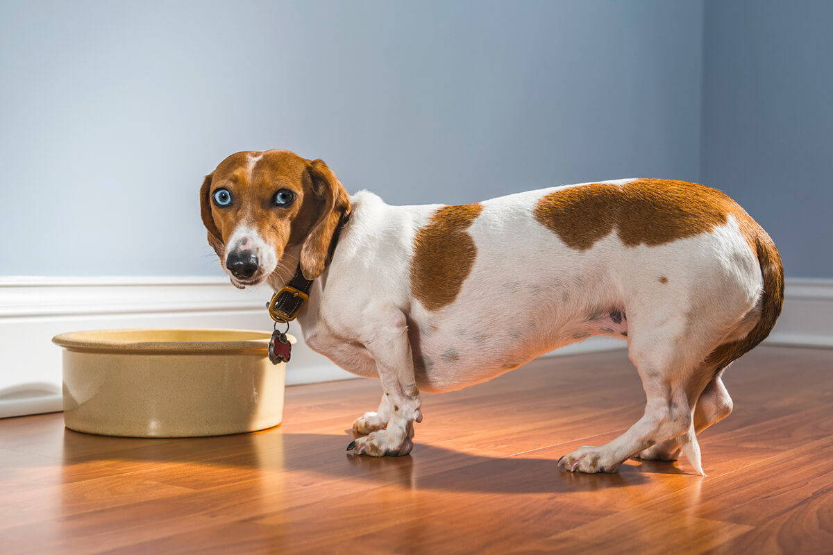 What Your Dog Is Telling You When It Wags Its Tail - Interesting Facts