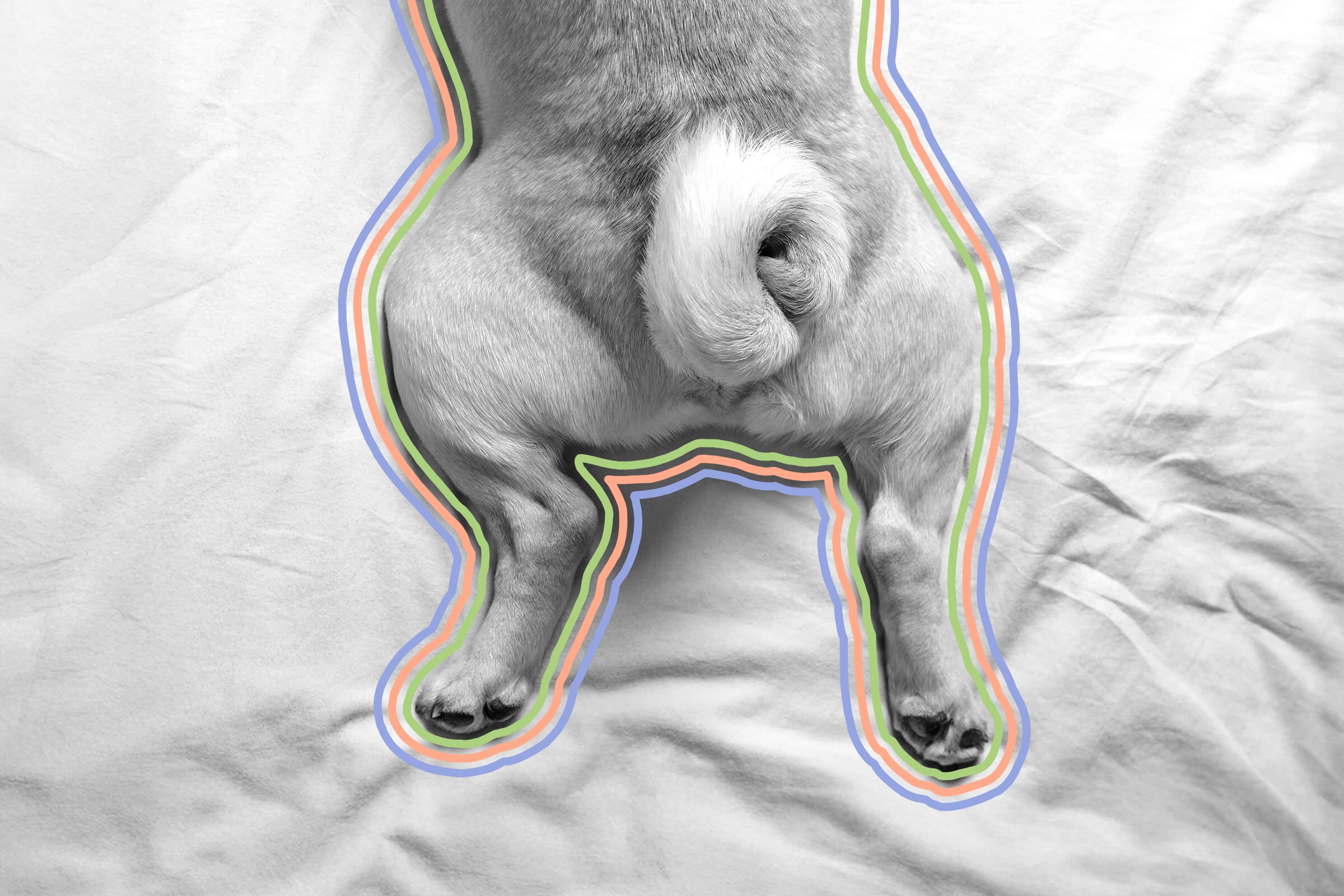 What Your Dog Is Telling You When It Wags Its Tail - Interesting Facts