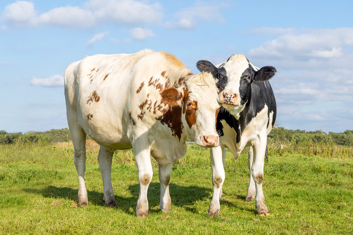 5 Things You Never Knew About Cows - Interesting Facts