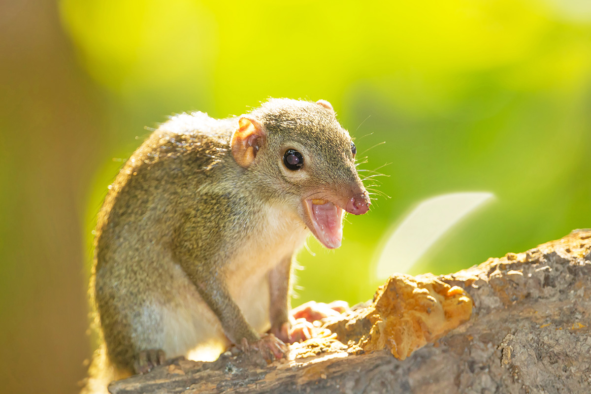 5 Animals With the Biggest Brains for Their Size - Interesting Facts