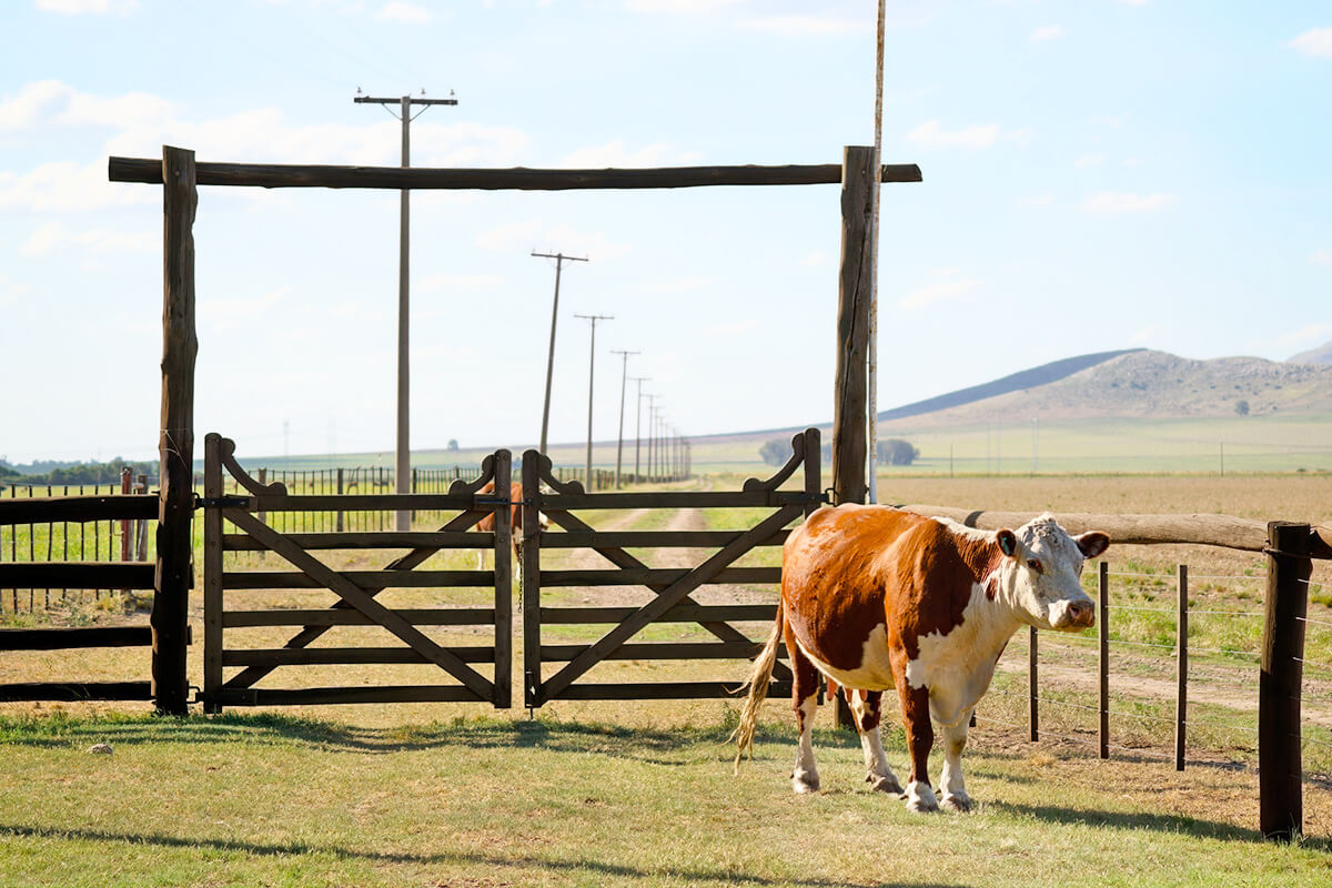 5 Things You Never Knew About Cows - Interesting Facts