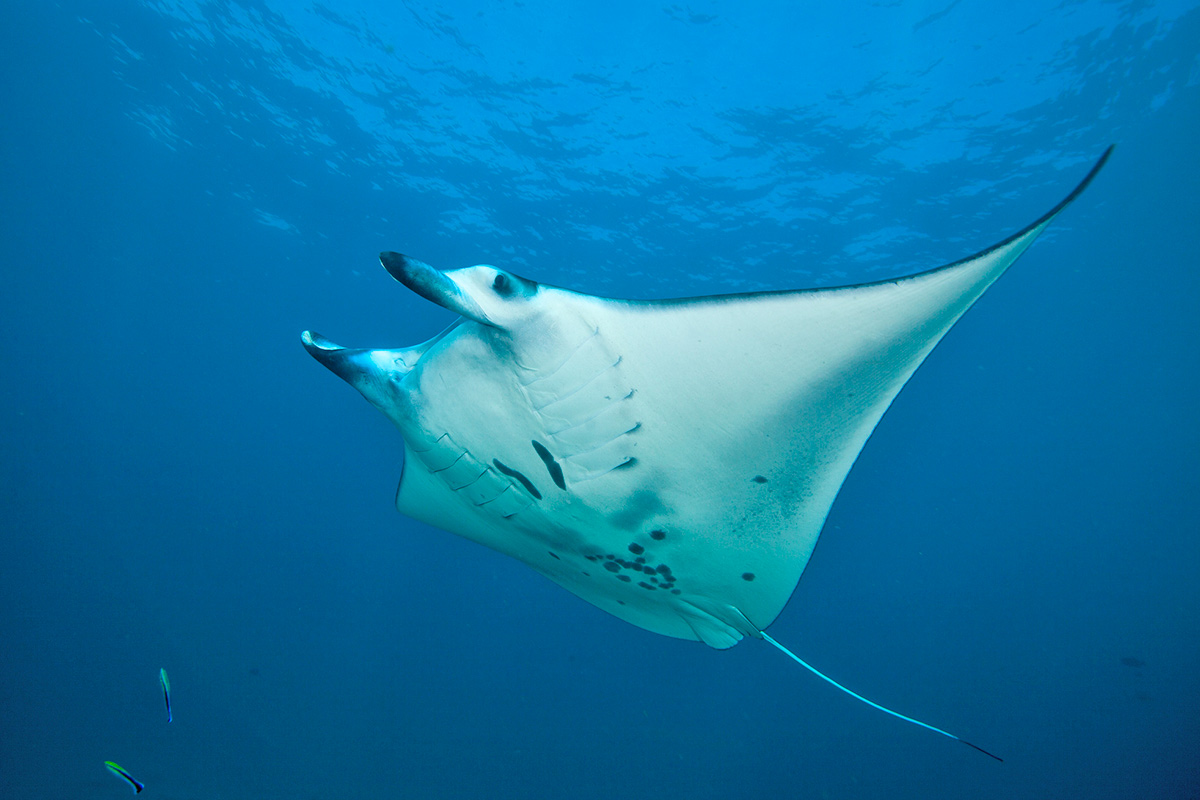 5 Animals With the Biggest Brains for Their Size - Interesting Facts