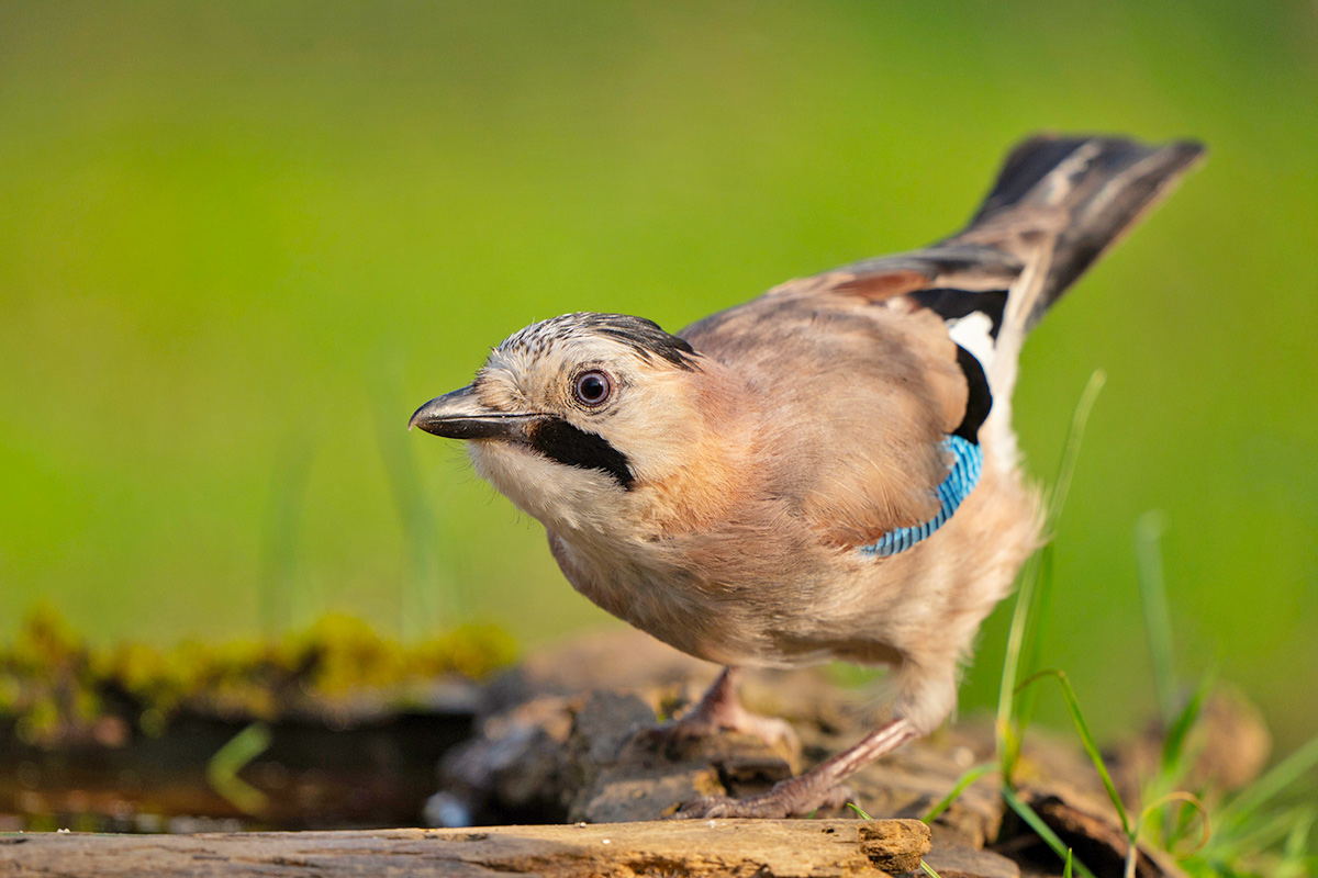 5 Animals With the Biggest Brains for Their Size - Interesting Facts