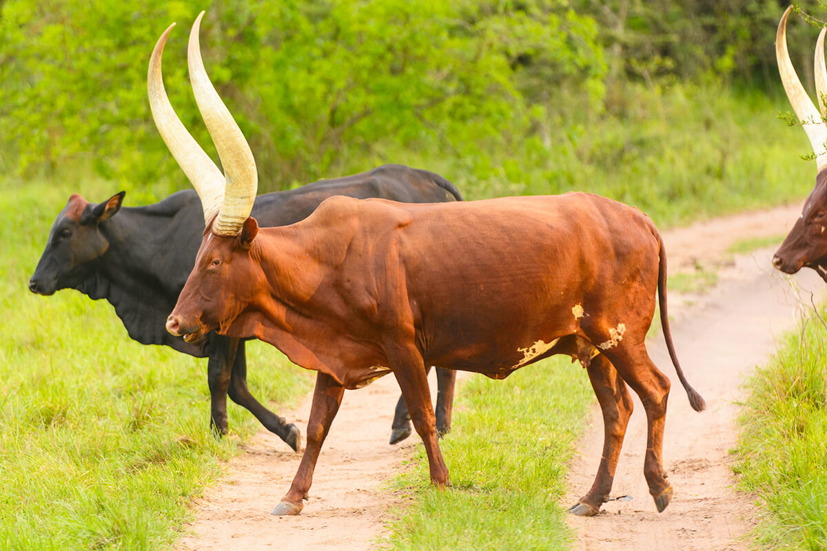 5 Things You Never Knew About Cows - Interesting Facts