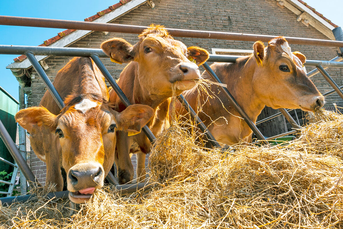 5 Things You Never Knew About Cows - Interesting Facts