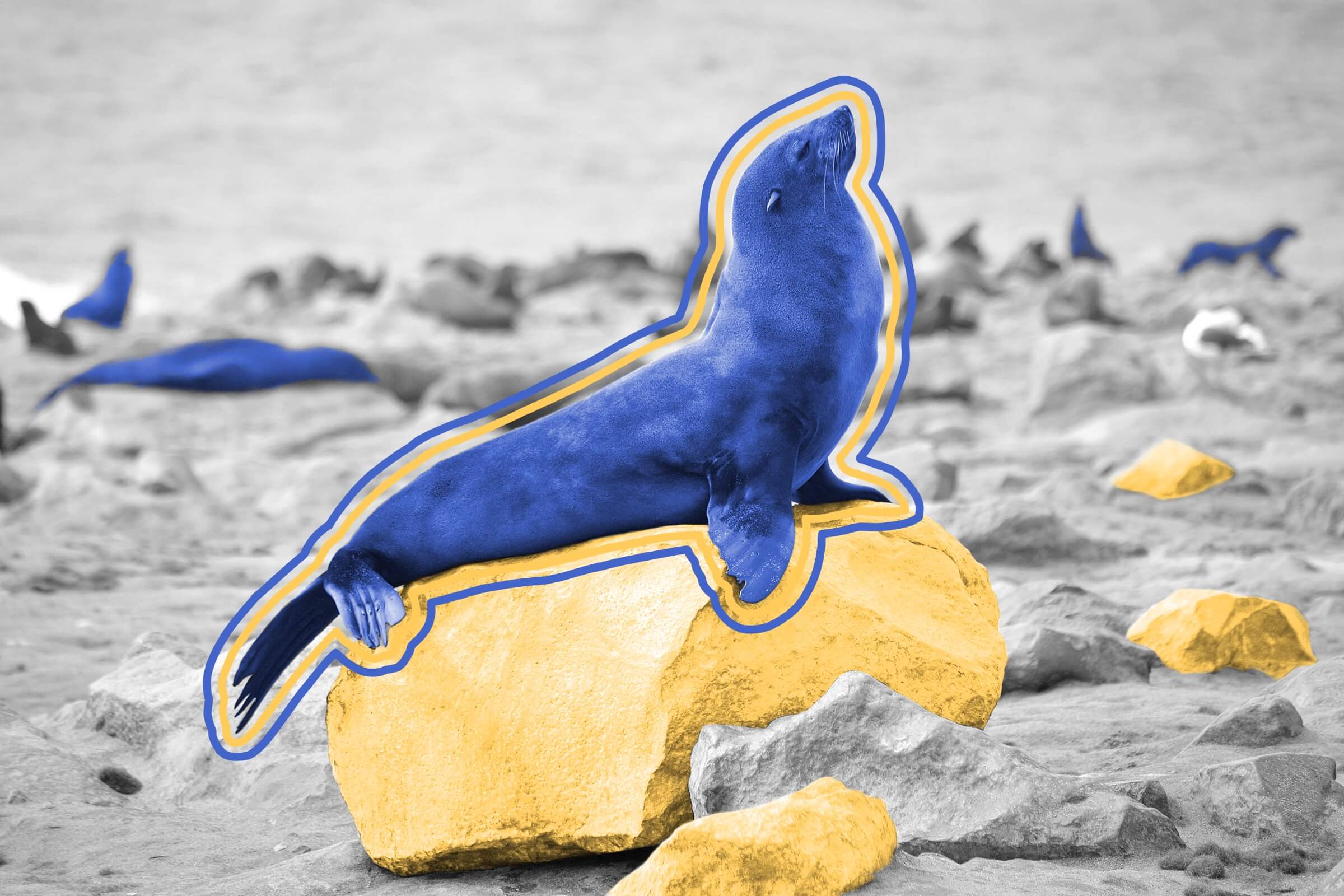 Seals can get seasick if you put them on a boat. - Interesting Facts