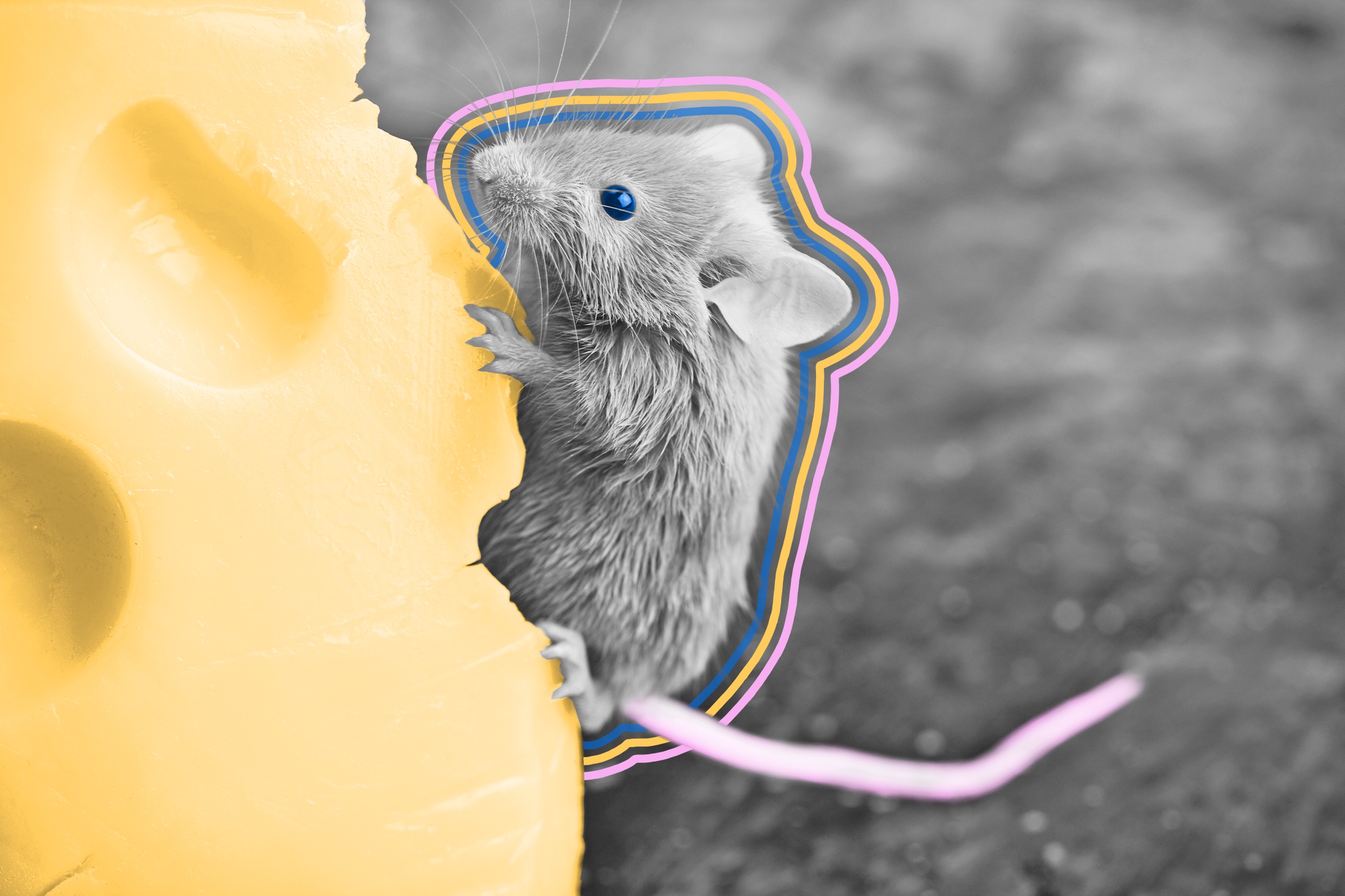 Mice don’t particularly like cheese. - Interesting Facts