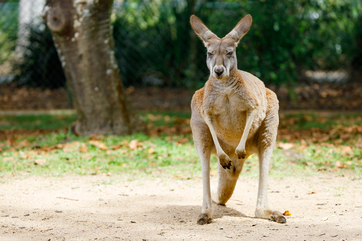 6 Surprising Facts About Lefties - Interesting Facts