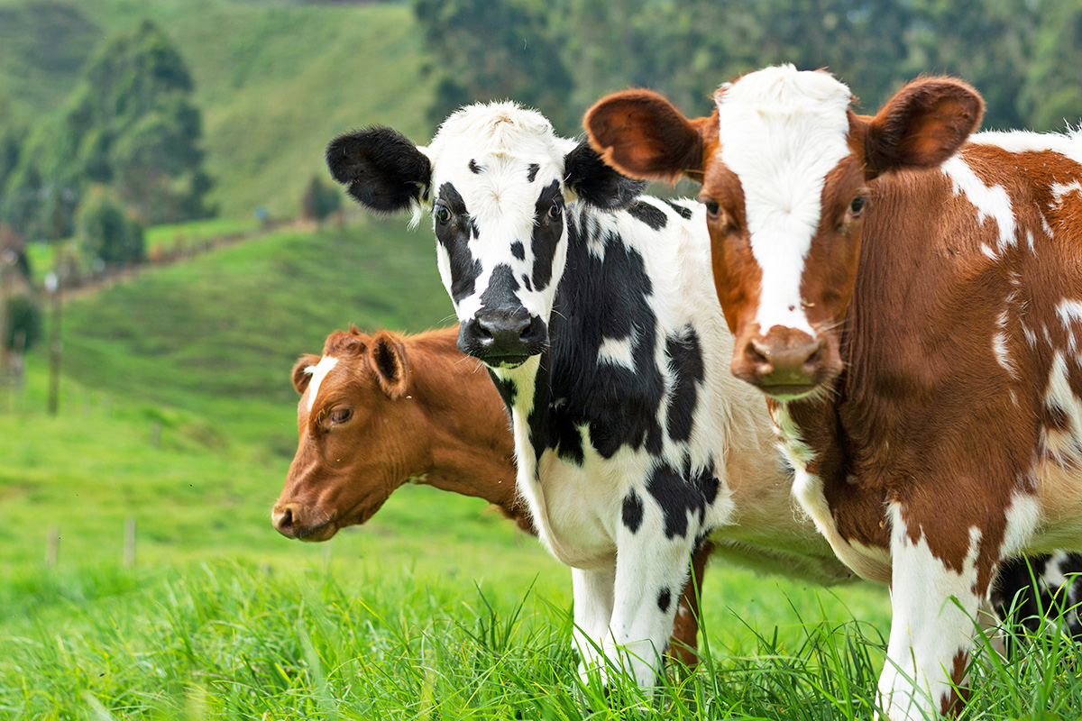 7 Animals That Barely Sleep at All - Interesting Facts