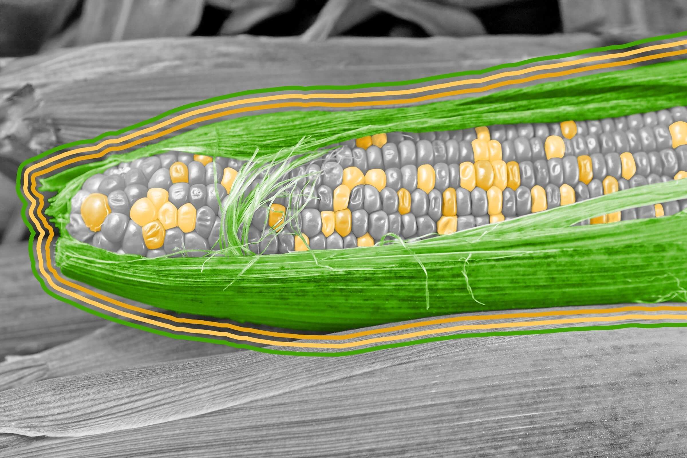 Corn on the cob almost always has an even number of rows. - Interesting ...