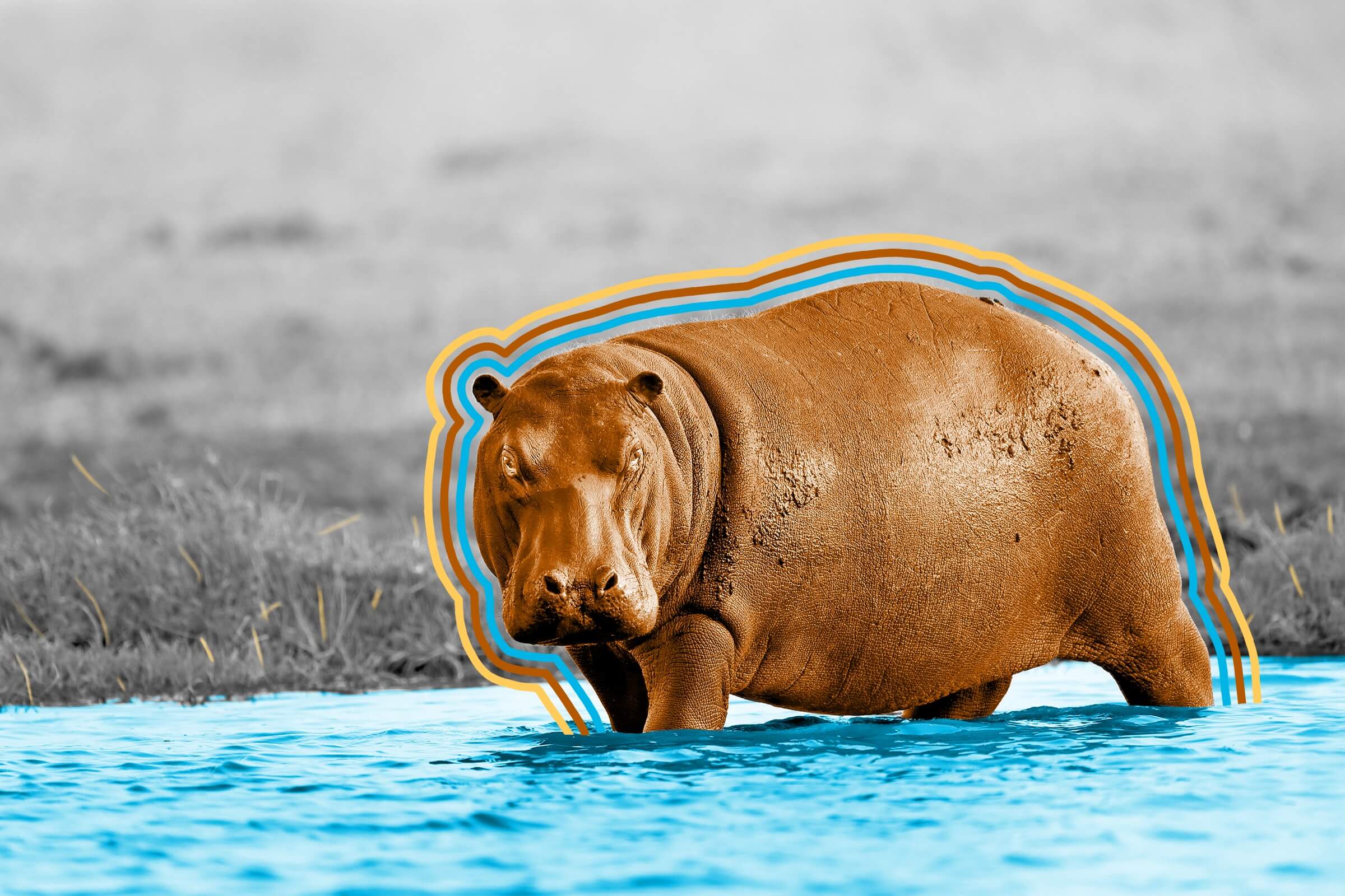 Hippos can't swim or float. - Interesting Facts
