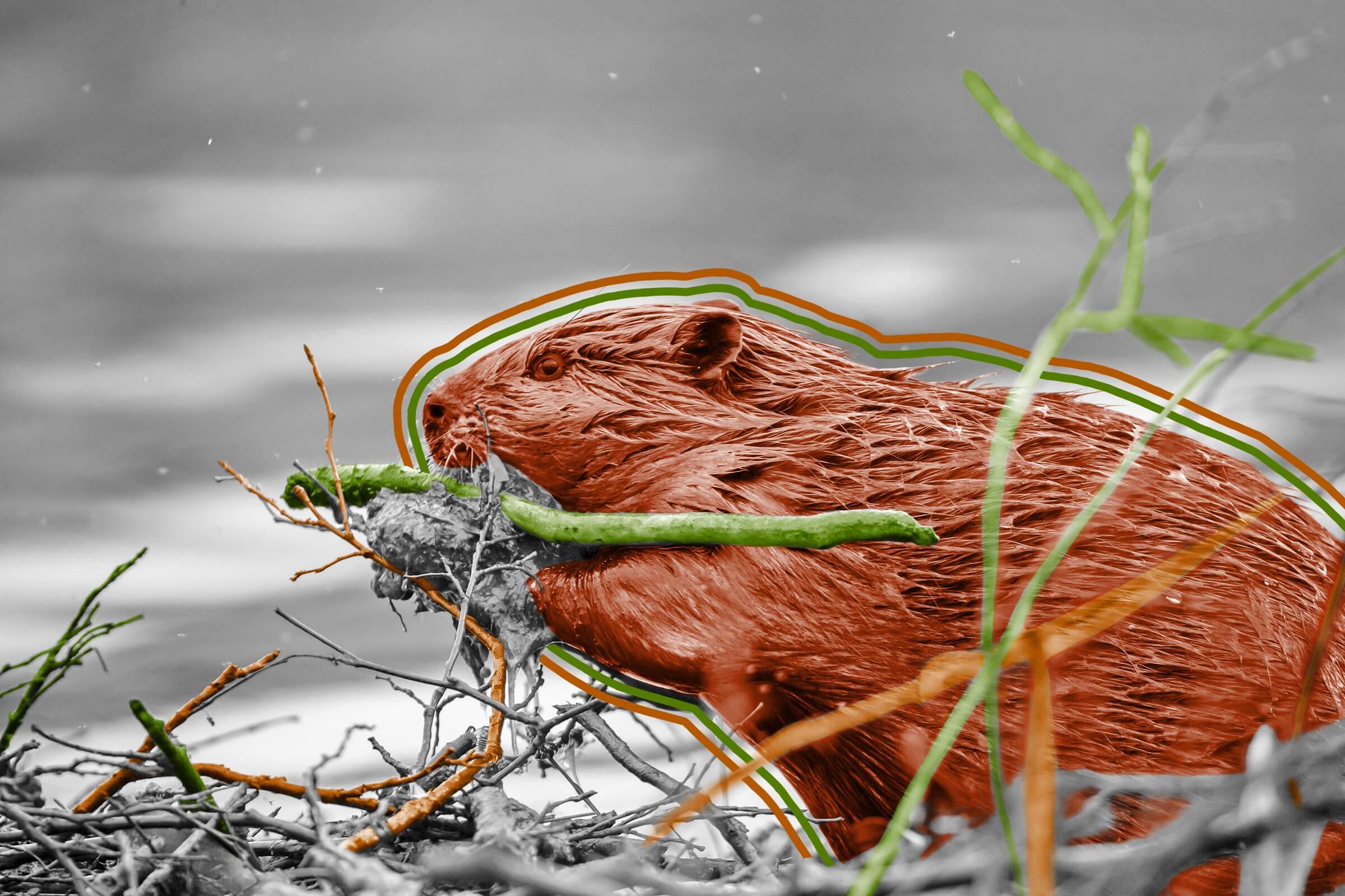 The world’s largest beaver dam is visible from space via satellite ...