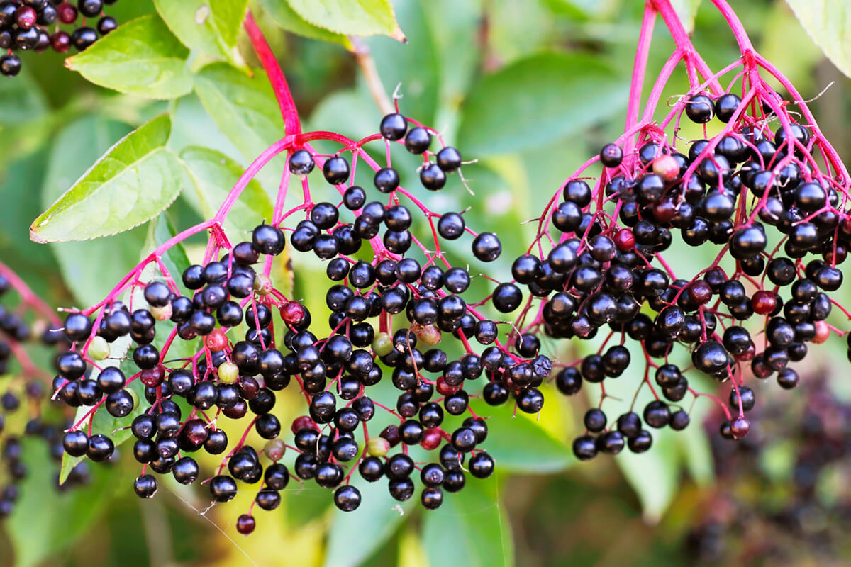 6 Common Foods That Can Be Toxic - Interesting Facts